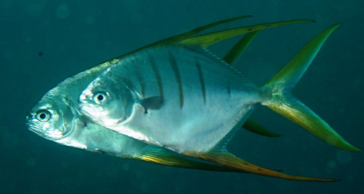 Pámpano en Campeche | Gastronautas