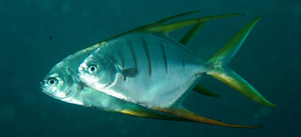 Pámpano en Campeche | Gastronautas