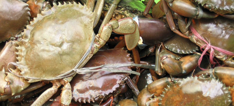 Tesoro de la costa tamaulipeca | Gastronautas