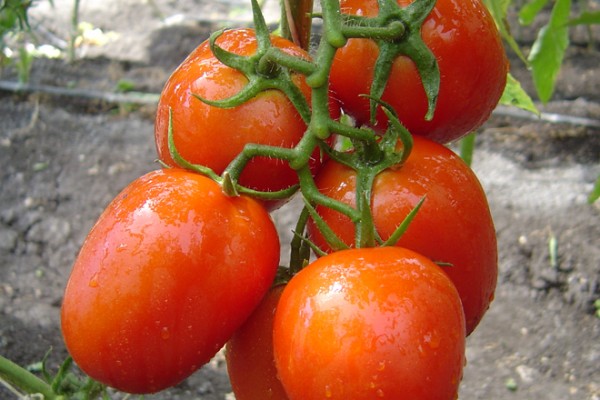 Productos Sinaloa | Gastronautas