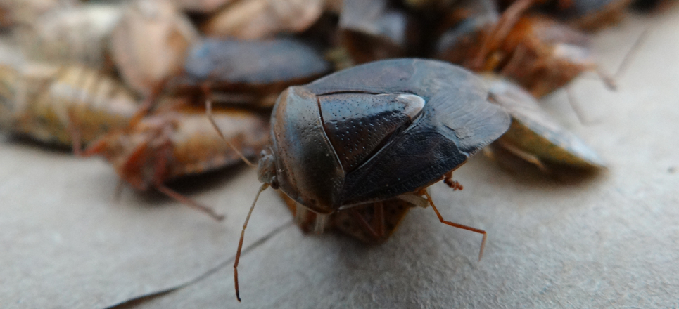 Deliciosos insectos | Gastronautas