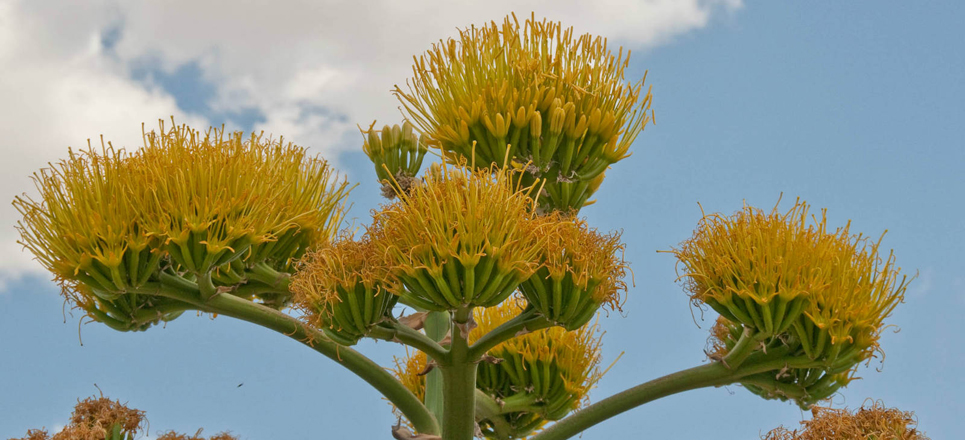 Exótico almuerzo | Gastronautas
