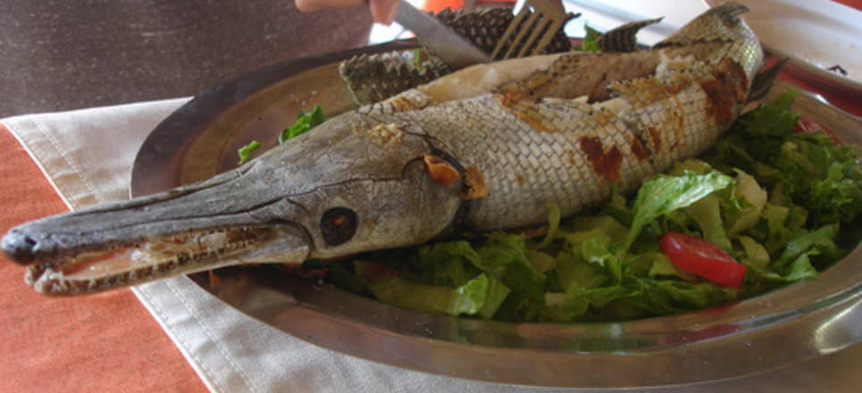 El Pejelagarto | Gastronautas